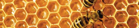 Honey Antimicrobial Array I Ultra Randox Food