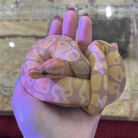 How To Ease A Ball Python From Live To Frozen Rballpython