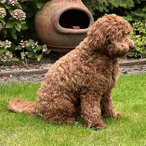 Famke Australian Labradoodle Medium Typischdoodles