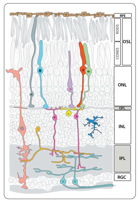 Retina — Zebrafish Ucl
