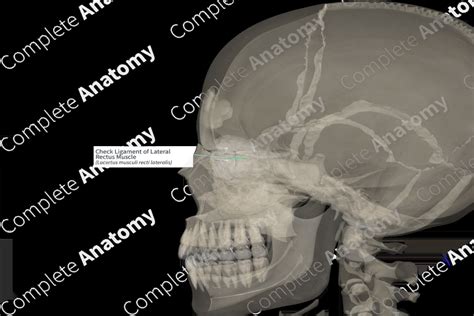 Check Ligament Of Lateral Rectus Muscle Right Complete Anatomy