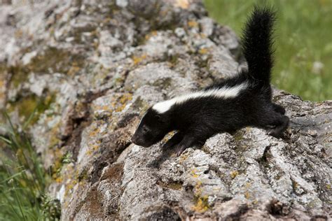 Skunks Habitat