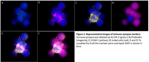 Immune Synapse Assay For T Cell And Tumor Interaction Visikol