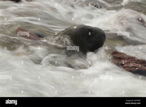 Heddon River Flowing Through The Valley And Over Rocky Ground Stock