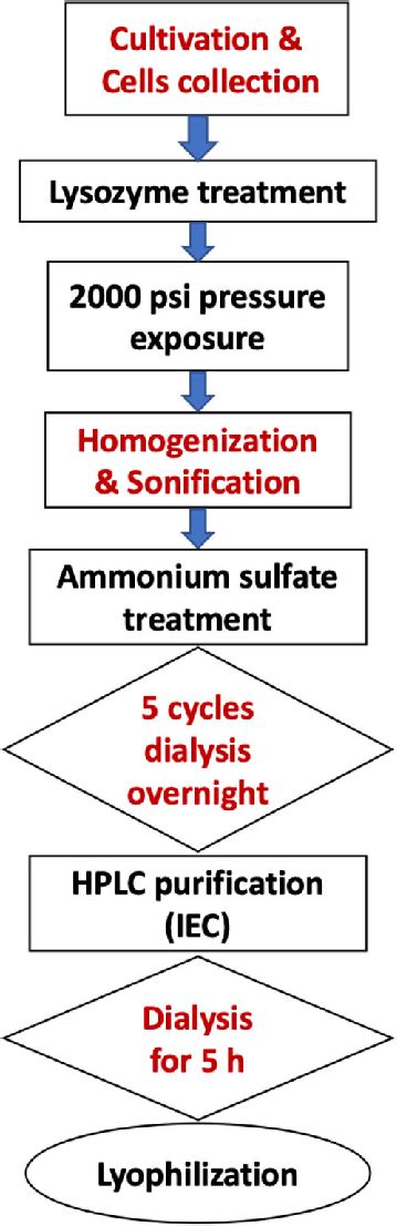 Flow Chart Showing Steps Of The Extraction And Purification Process Of