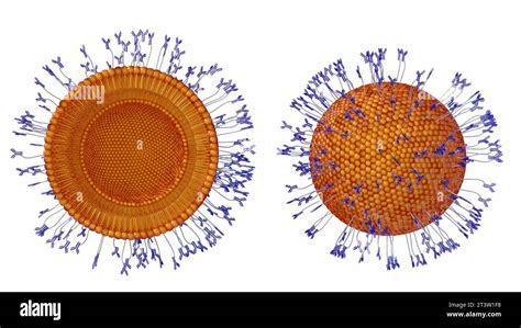 Antibody On Cell Surface At Susan Burke Blog