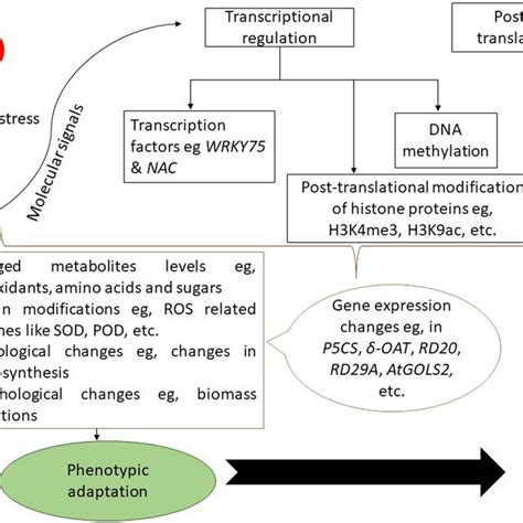 A Graphic Presentation Of Interactions Between Gene Expression Control Download Scientific