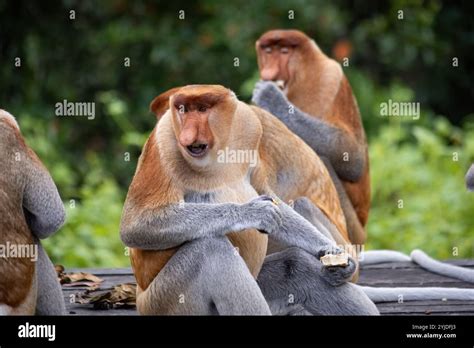 Two Cute Proboscis Monkey In Borneo Rainforest Sandakan Malaysia Stock