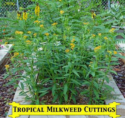 How To Root Milkweed Cuttings In Water Tropical Milkweed Tips