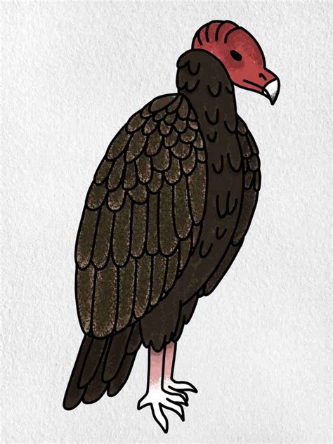 20 Vulture Drawing Ideas How To Draw Vulture Diyncrafty