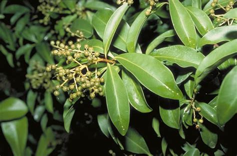 Marbleberry Tree Selection Landscape Plants Edward F Gilman Uf