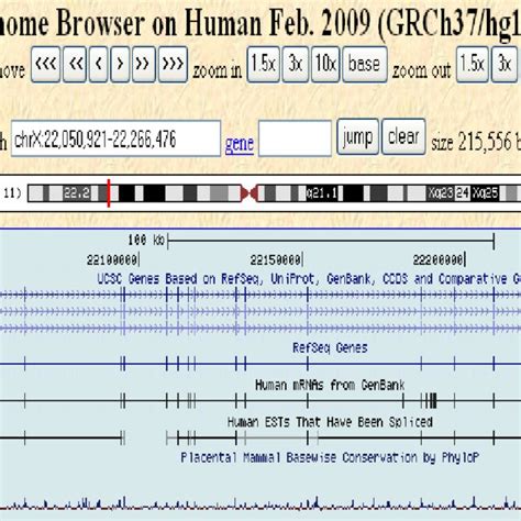 Locus And Length Of The Phex Gene On The Human X Chromosome Viewed In Download Scientific