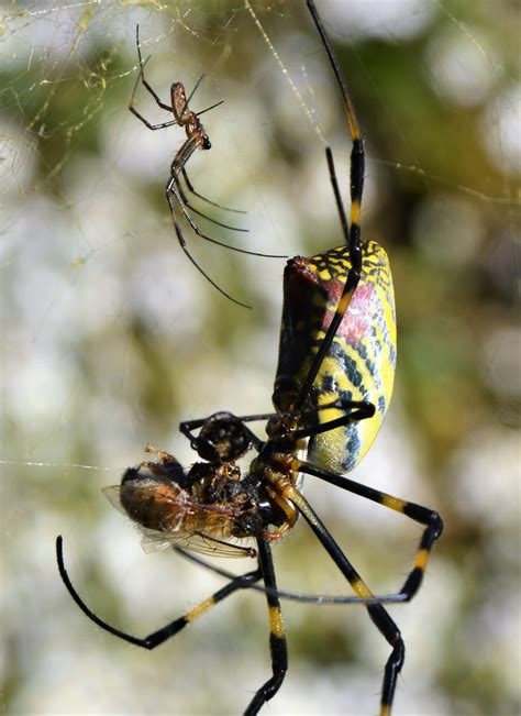 Joro Spider Update Controlling This Invasive Species