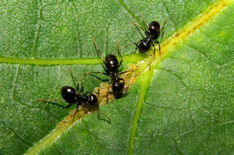 Home Remedies To Eliminate Ants Methods Prevention And Safety