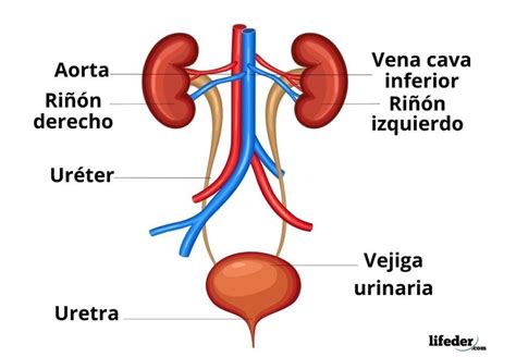 Imagenes Del Sistema Excretor
