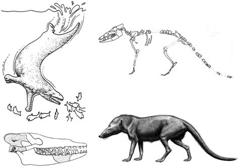 Opovrgavanje Evolucije Poglavlje 5 Evolucija Kitova ·