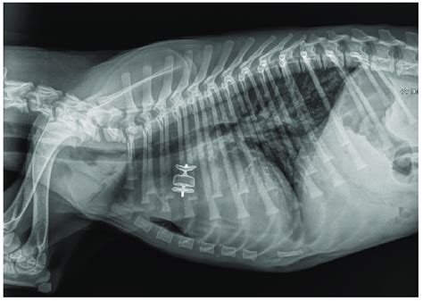 Immediate Post Procedure Right Lateral Thoracic Radiograph Case 3