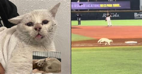 Del Estadio Al Hogar Gato Que Interrumpió Juego De Beisbol Encuentra Familia Infobae