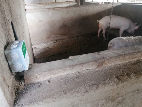 This Low Cost Device Uses TinyML On Arduino To Detect Respiratory Diseases In Pigs Arduino Blog