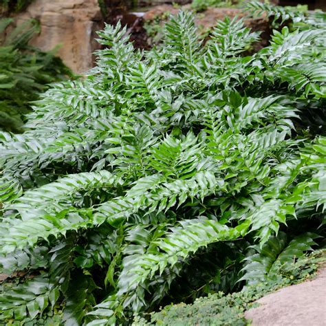 Holly Ferns For Sale
