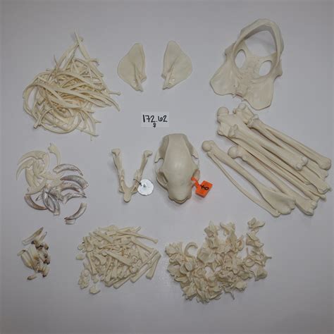 Sloth Skeleton With Claws 172 62mm Oddarticulations