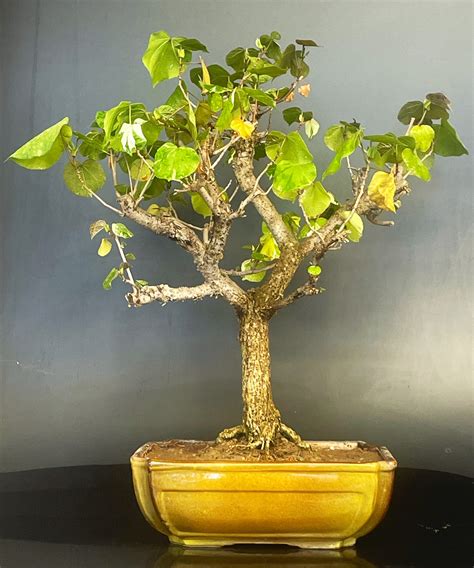 Buy Authentic India Bonsai Online Delhi Ncr 4 Hours Delivery