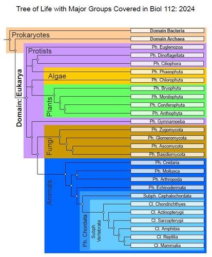 Lab 7 Phylogeny Ii Understanding Evolutionary Relationships