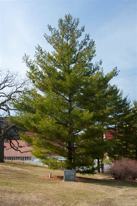 Peace Tree