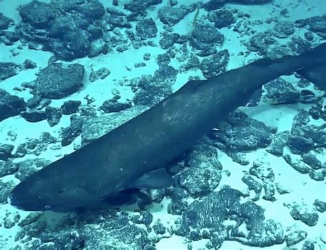 Different Types Of Sharks Orders And Species