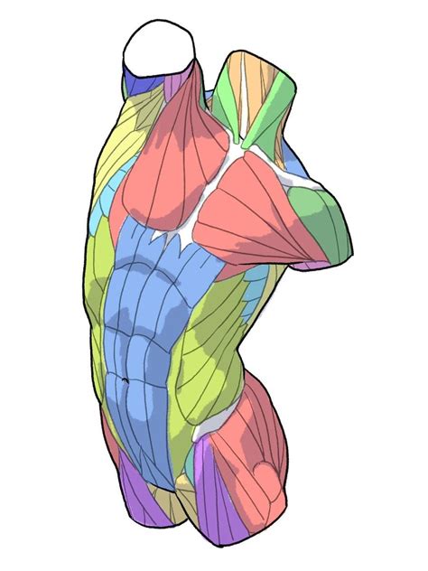 Back Torso Anatomy Reference Back Muscles Anatomy Reference Chest