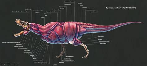 Nothronychus Graffami Muscle Study Therizinosaurus Anatomy