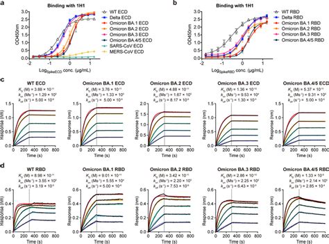 Broad Binding Affinity Of 1h1 A B Binding Of 1h1 To Different Spikes Download Scientific
