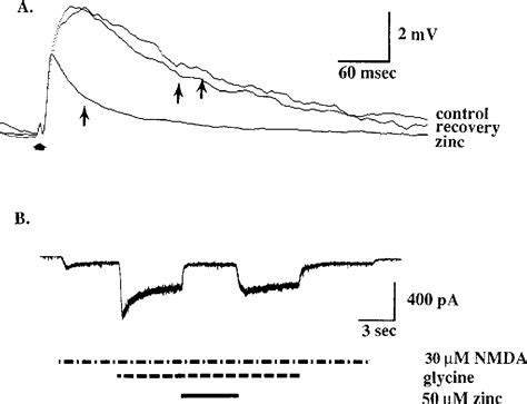 Figure 1 From Modulation Of Excitatory Synaptic Transmission By Glycine