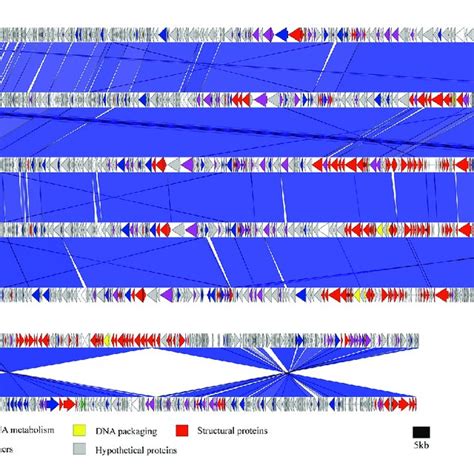 Multiple Sequence Alignment Of Phage Genomes The Whole Genomes Of