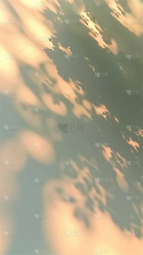 通用自然树叶柔和光影背景素材 花瓣网