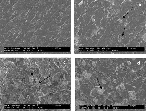 Sem Micrographs Taken From The Fracture Surfaces Of Pp And Pp Fe