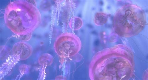 The Jellyfish In Finding Nemo Rjellyfish