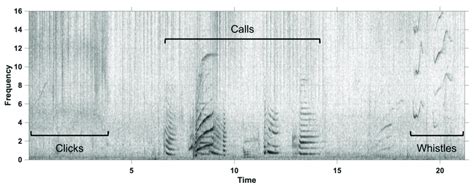 Example Of A Spectrogram Showing Different Types Of Killer Whale Sounds