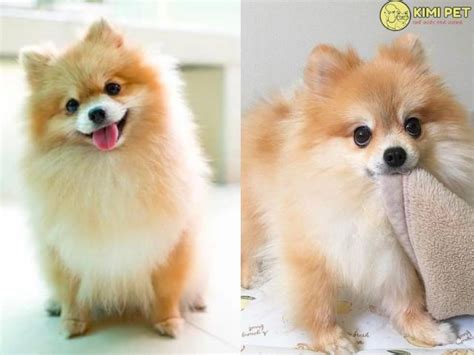 Phốc Sóc Lai Nhật Mini Robins