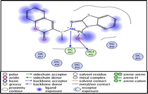 2d Scheme Of Pd‐complex‐dna Interactions Generated By Moe Pdb 1bna