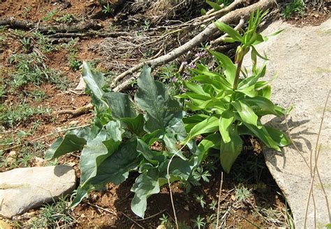 Arum Detruncatum Biarum Bovei
