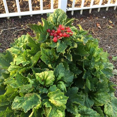 Ribes Rubra Jenssens Zwerg Herman Geers