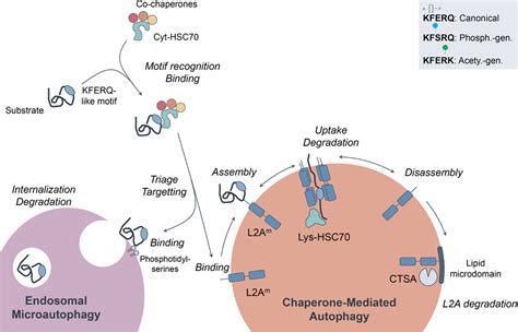 The Different Autophagy Degradation Pathways And Neurodegeneration Pmc