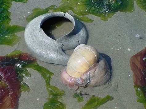 Mama Moon Snail And Shaggy Mouse A Tale Of Beach Science With Richmond