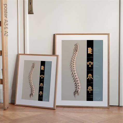 Vertebral Column Educare Design