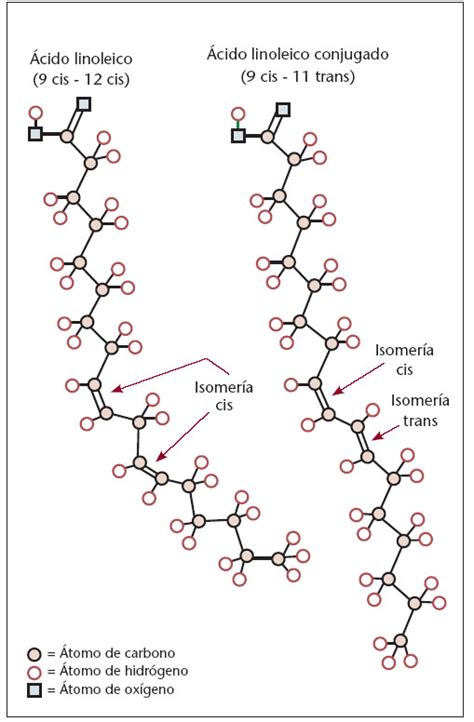 El Hermano Bastardo Del ácido Linoleico Scientia