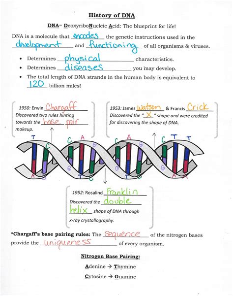 Dna Rna And Replication Worksheet Answer Key At Trent Ragland Blog