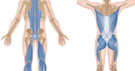 Strengthening The Posterior Chain An Evidence Based Approach To