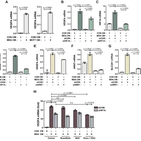 Partial Suppression Of Vegf Expression In Response To Hif 1α Knockdown