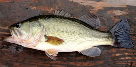 🔥 73 Free Largemouth Bass Wallpapers Wallpapersafari